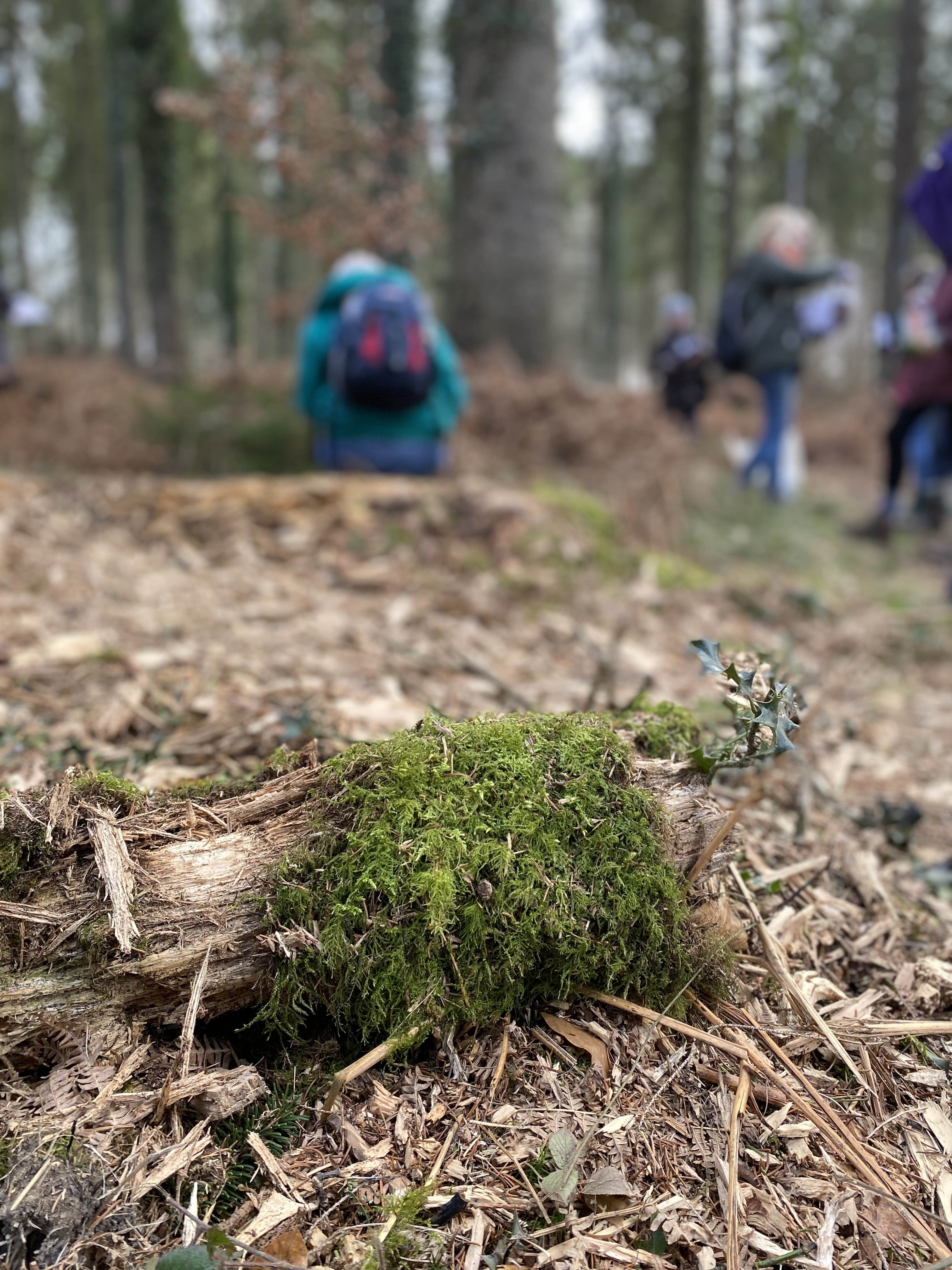 West Dean Creative Walk Project – Canopy Creative Network